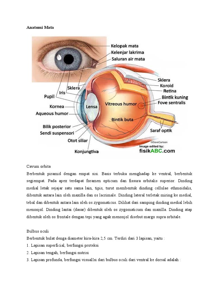 Anatomi dan Fungsi Bulbus Oculi | PDF