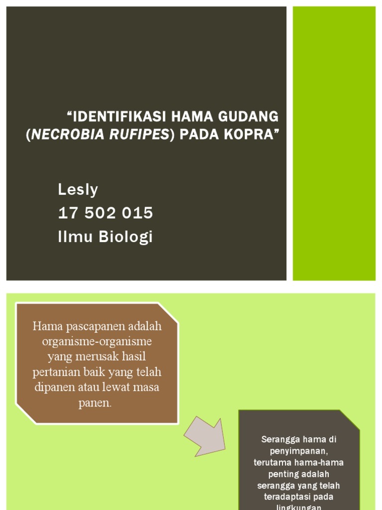 IDENTIFIKASI HAMA GUDANG (Necrobia Rufipes) | PDF