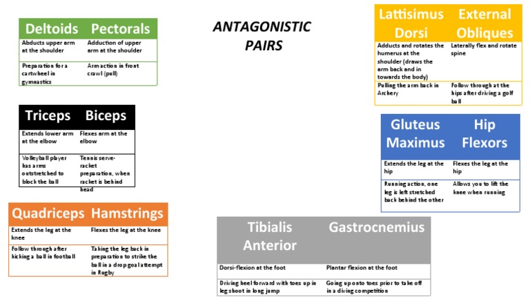 Antagonistic Pairs | PDF | Anatomical Terms Of Motion | Arm