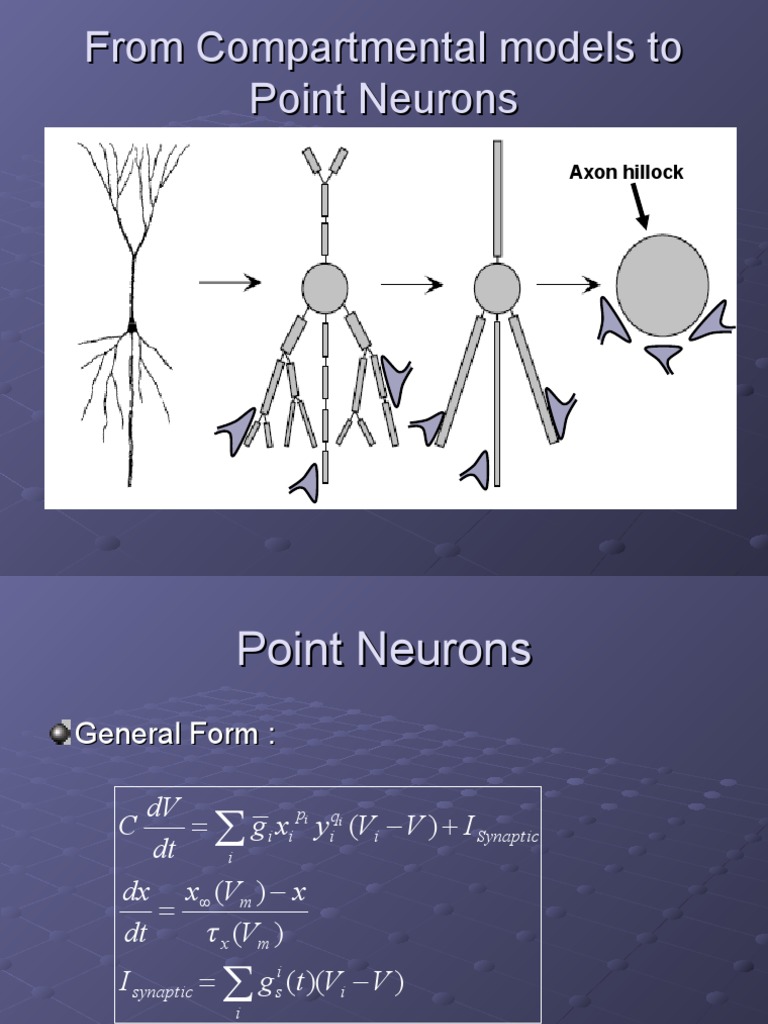 From Compartmental Models To Point Neurons | PDF | Action Potential ...