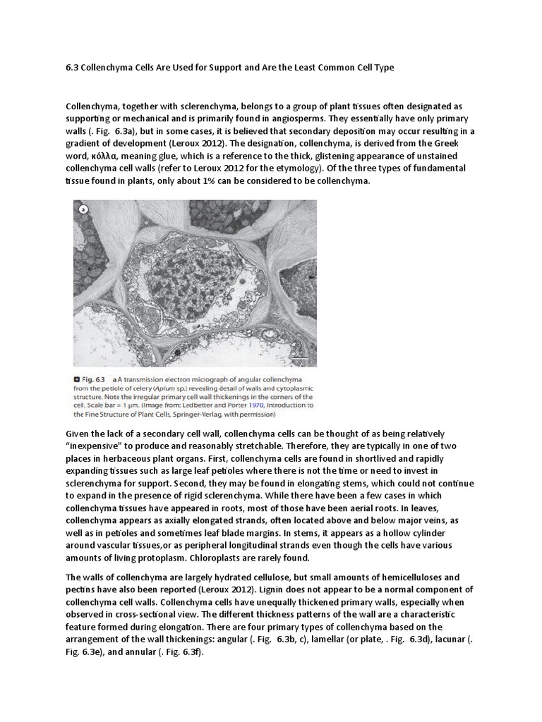 Terjemahan Jaringan Kolenkim Sklerenkim | PDF | Tissue (Biology) | Leaf