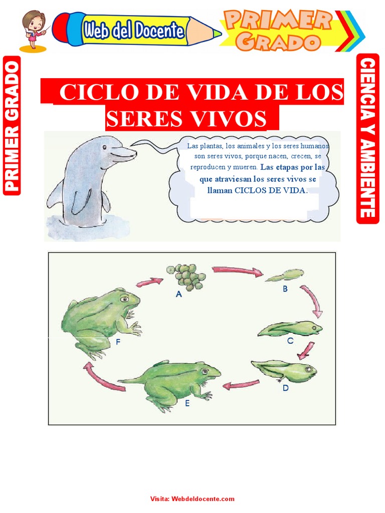 Ciclo de Vida de Los Seres Vivos para Primer Grado de Primaria | PDF