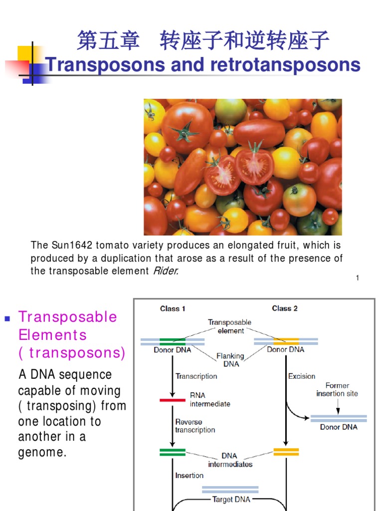 Transposons and Retrotansposons | PDF | Transposable Element | Retrovirus