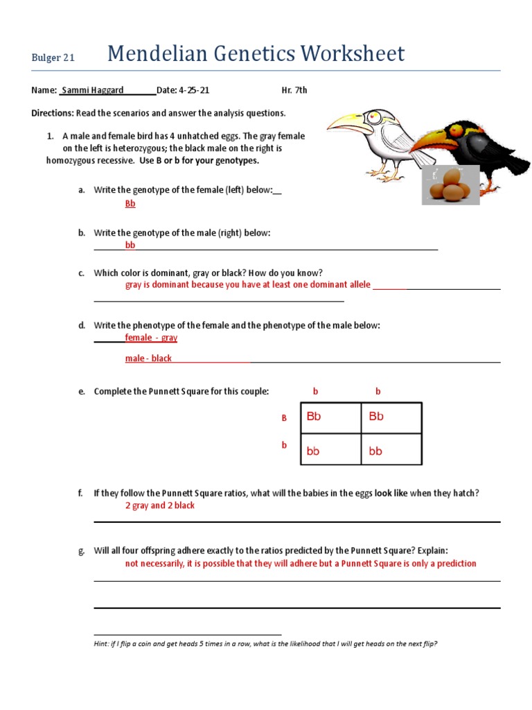Mendelian Genetics Worksheet Analysis | PDF | Dominance (Genetics ...