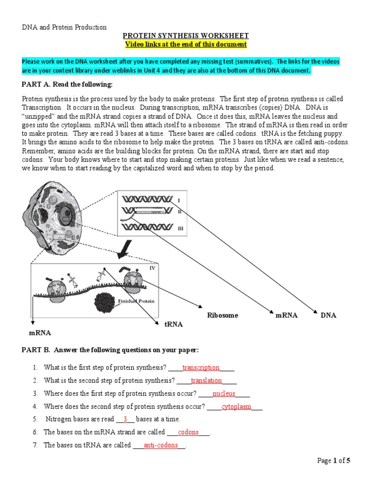 Protein Synthesis Worksheet | PDF | Translation (Biology) | Gene