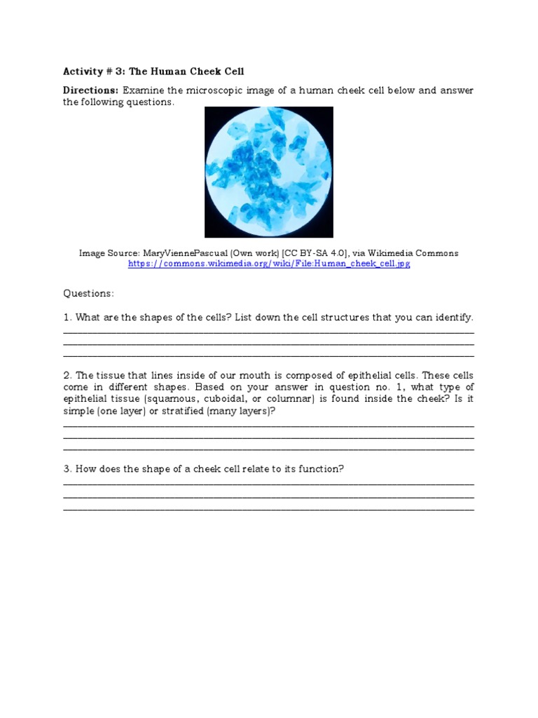 The Human Cheek Cell Activity 3 | PDF