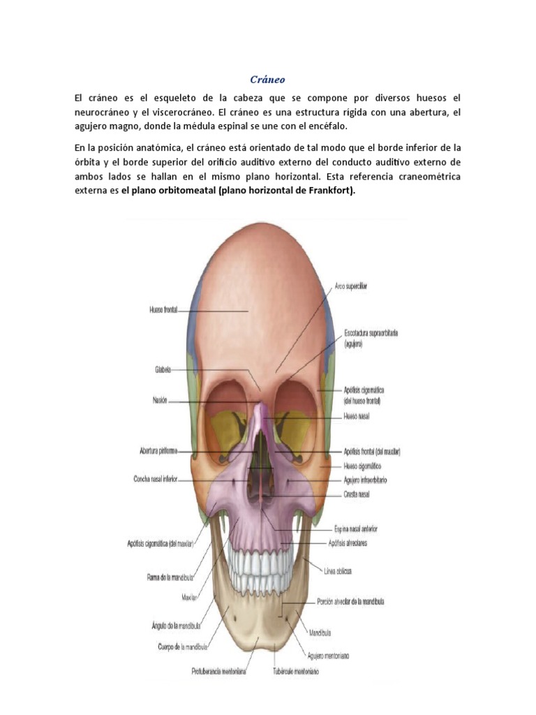 Neurocráneo | PDF | Cráneo | Sistema esquelético