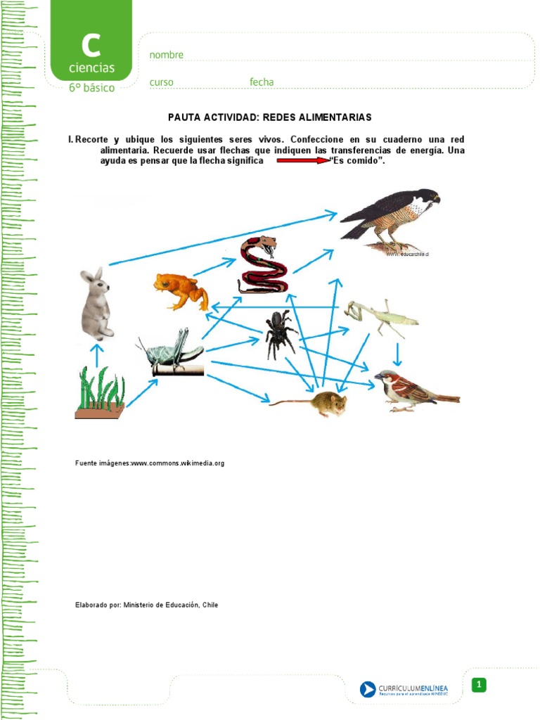Redes Alimentarias | PDF | Ciencias sociales