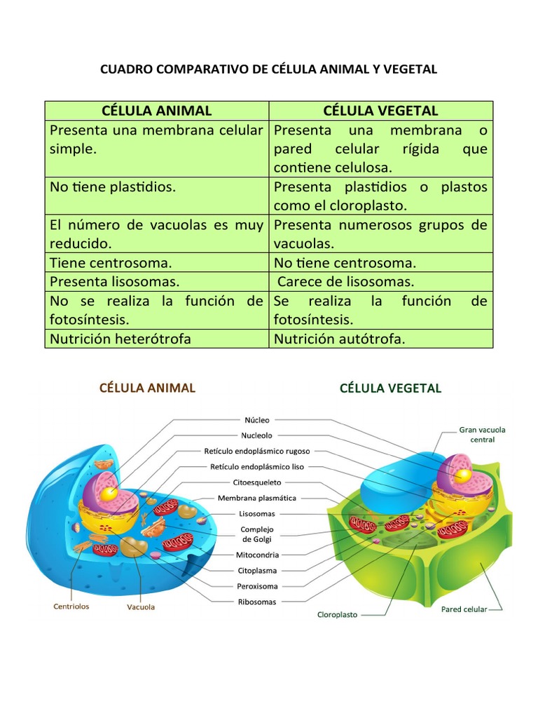 Diagrama De Células Animales Y Vegetales