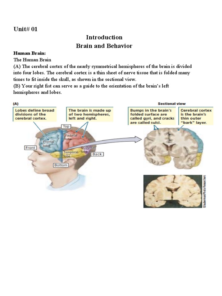 Introduction to Brain and Behavior | PDF | Central Nervous System ...