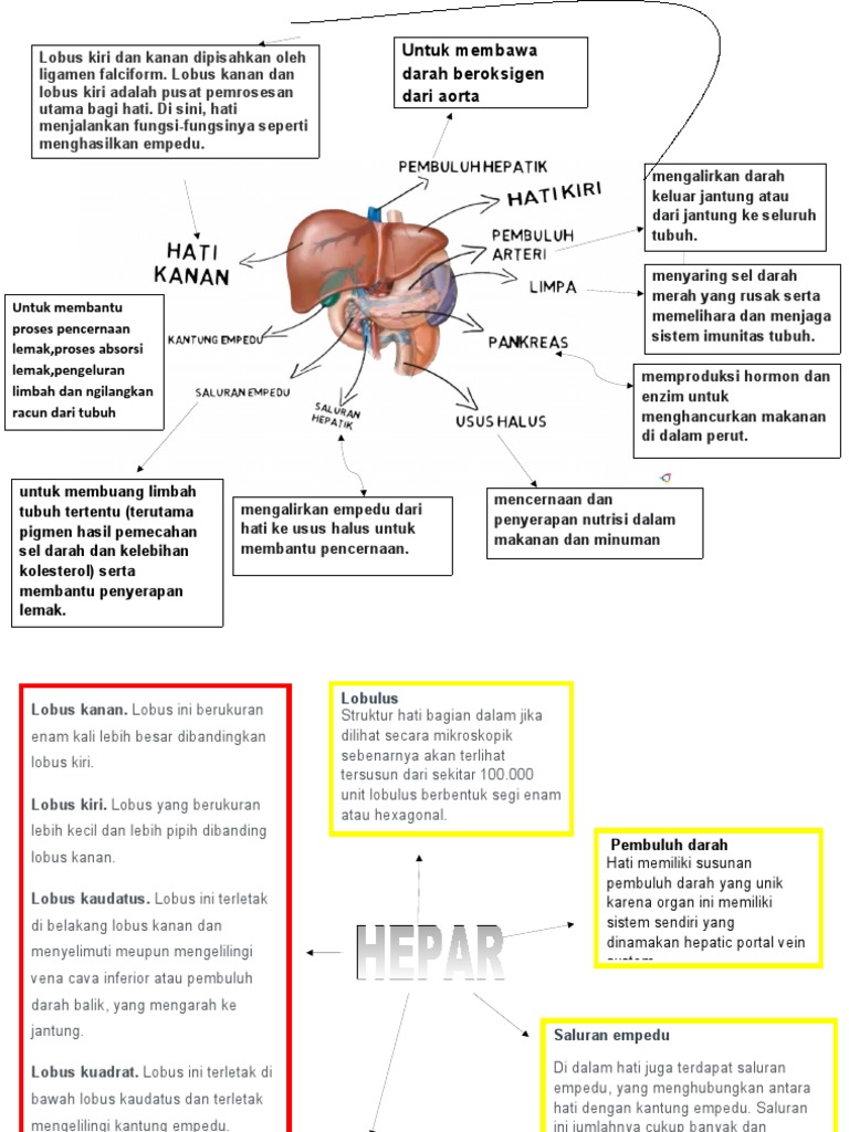 STRUKTUR DAN FUNGSI HATI | PDF