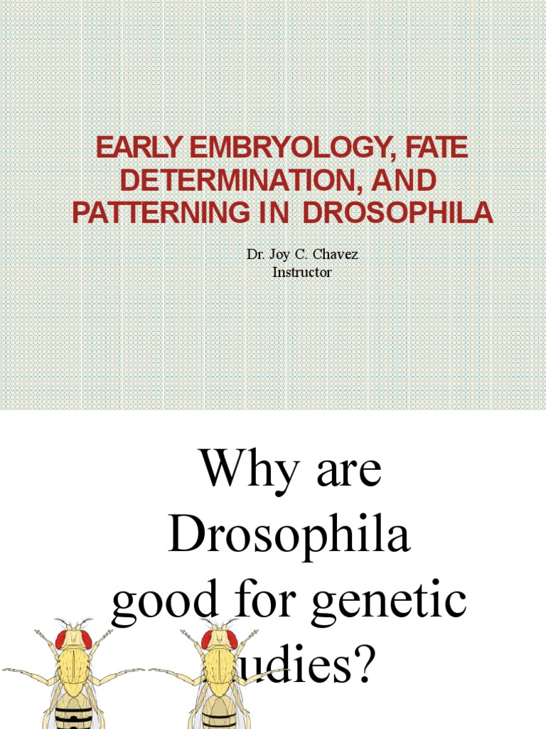 Early Embryology, Fate Determination, and Patterning in Drosophila ...