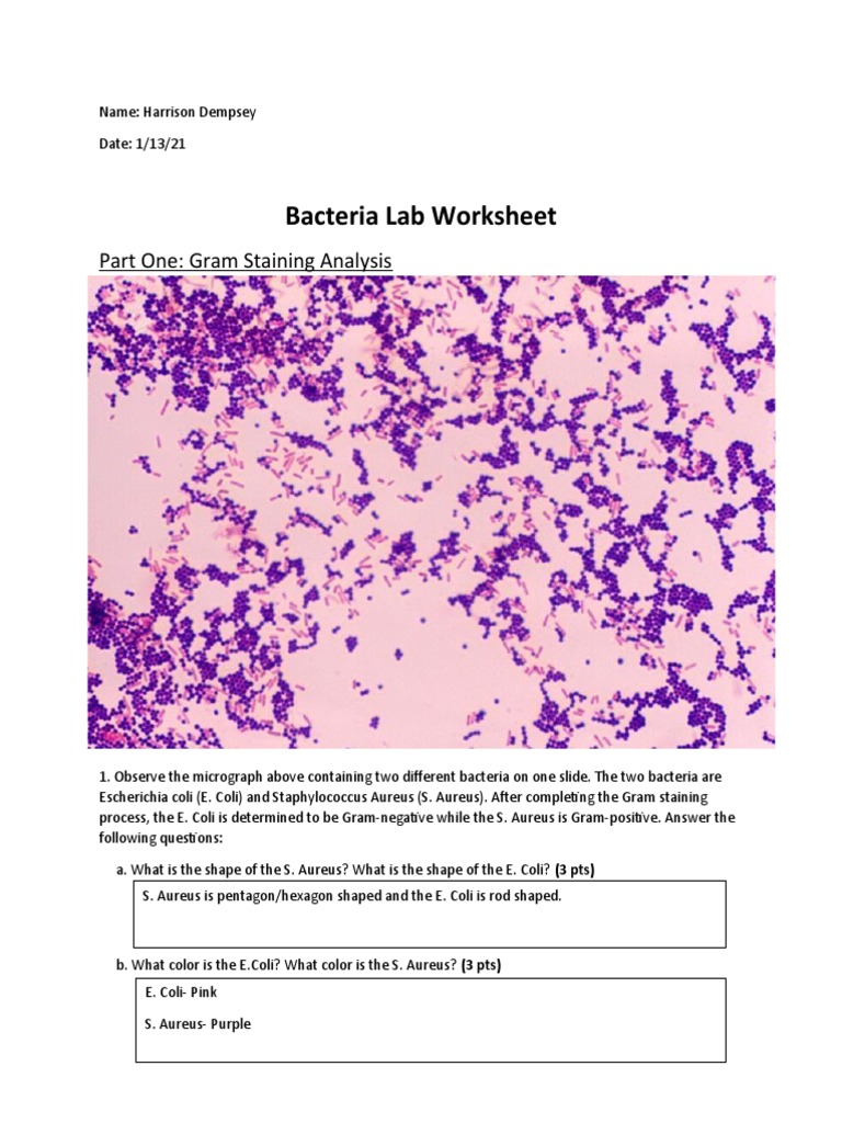 Bacteria Lab Worksheet | PDF | Gram Positive Bacteria | Gram Negative ...