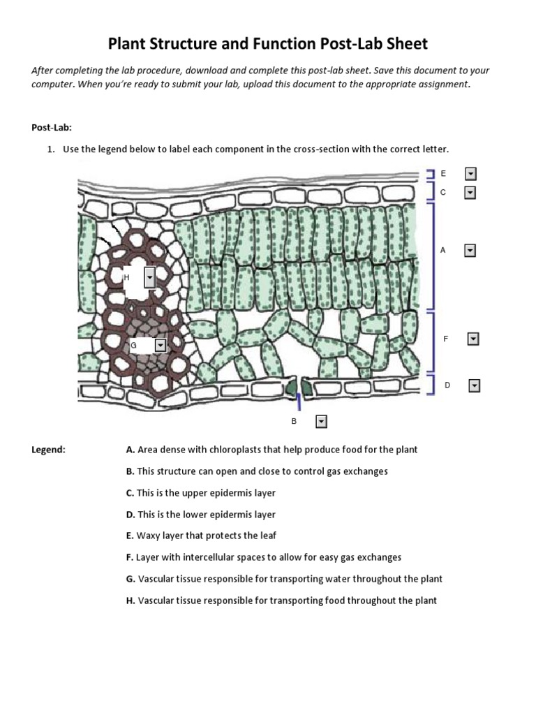 Plant Structure and Function Post-Lab Sheet Student Form | PDF | Plant ...
