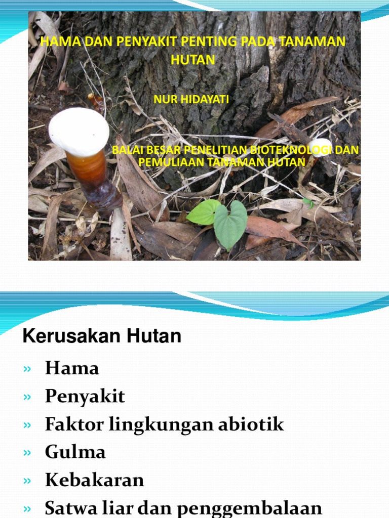 Hama Dan Penyakit Penting Pada Tanaman Hutan - Nur Hidayati | PDF