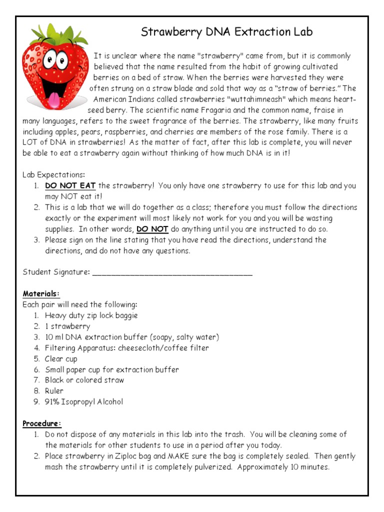 Strawberry DNA Extraction Lab Guide | PDF | Berry | Strawberry