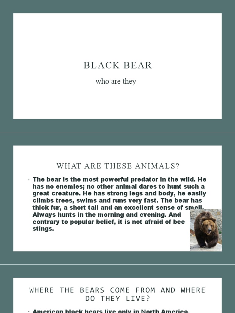 Presentation About Bear. E.G | PDF