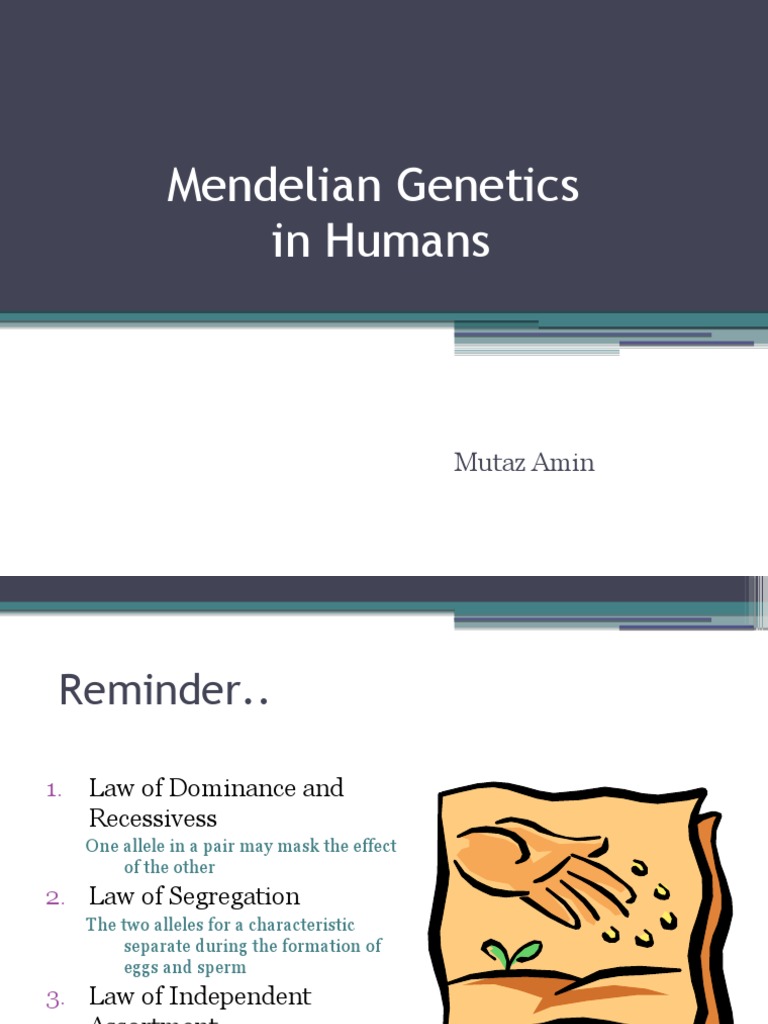 Mendelian Genetics in Humans: Mutaz Amin | PDF | Genetic Disorder ...