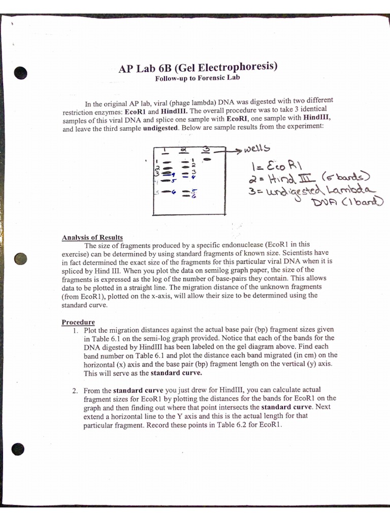 AP Lab 6B - Electrophoresis | PDF