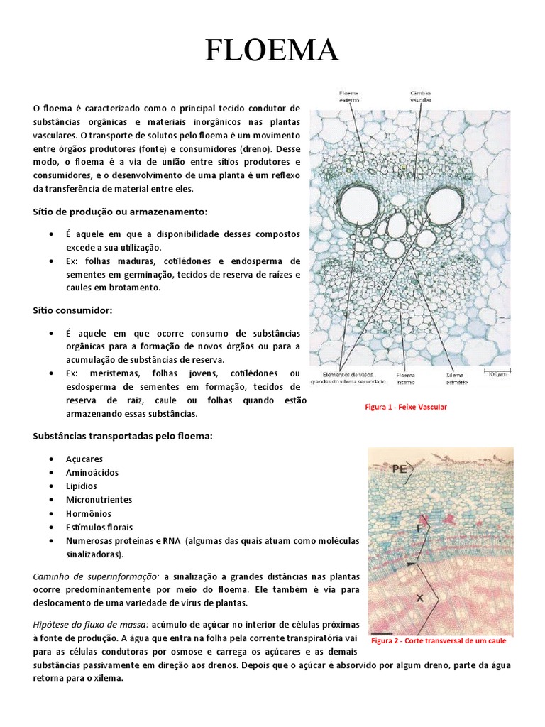 Resumo - Floema | PDF | Organismos | Anatomia