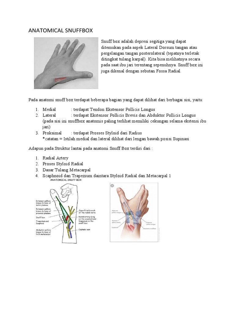 Anatomi dan Fungsi Snuff Box | PDF | Kajian Bahasa Asing | Sains ...