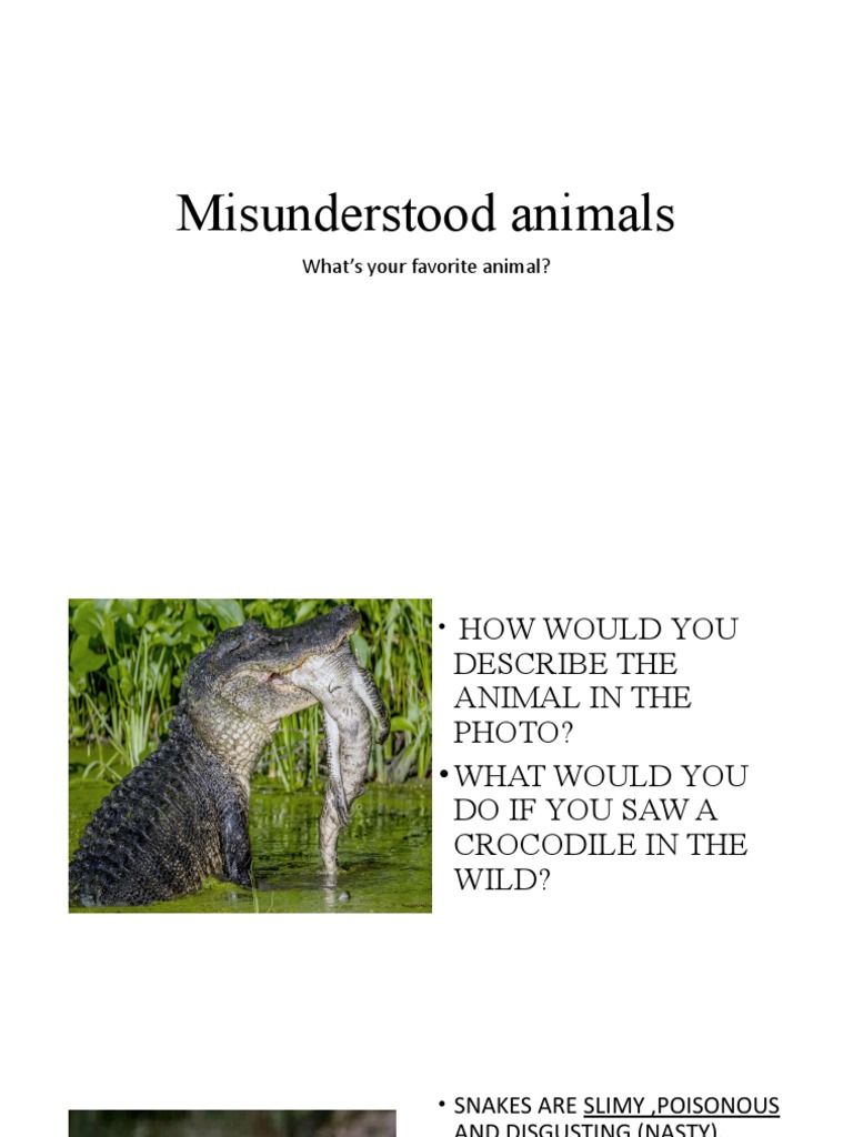 Presentation For Misunderstood Animals. | PDF
