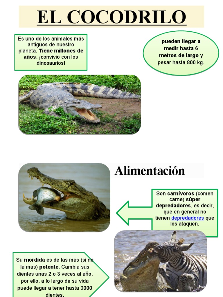 Características del Cocodrilo para Niños | PDF