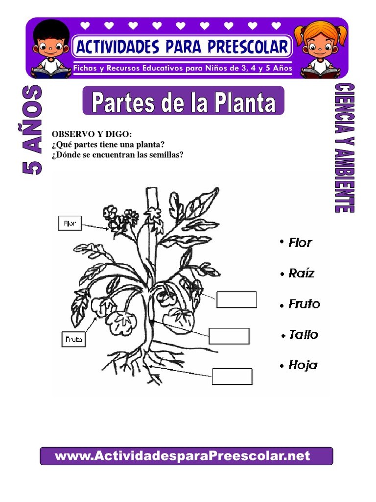 Partes de La Planta para Niños de 5 Años | PDF | Ciencia y matemáticas