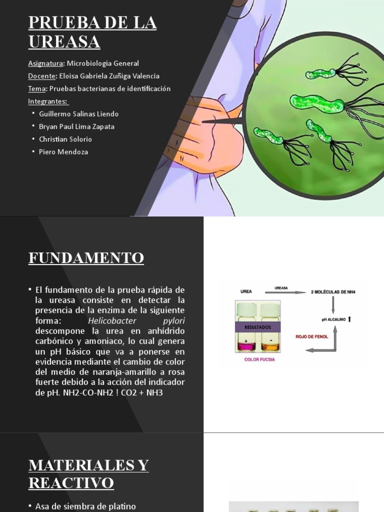 Pruebas de Ureasa e Indol | PDF | Urea | Amoníaco