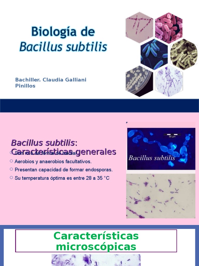 Bacillus Subtilis | PDF | Bacilo | Las bacterias