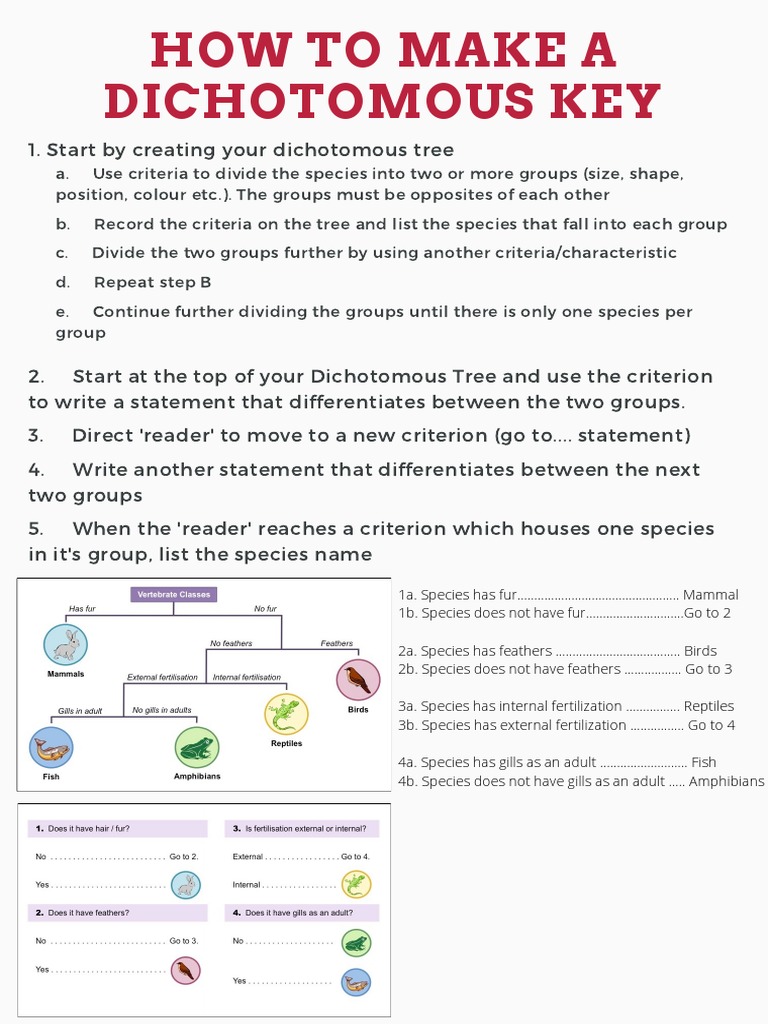 How To Make A Dichotomous Key | PDF