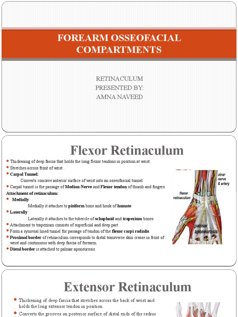 Wrist Retinaculum and Compartments Overview | PDF | Thumb | Hand
