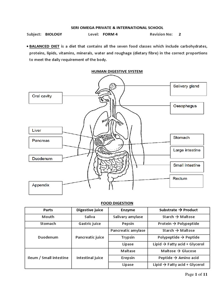 Revision 2 Bio F4 | PDF | Stomach | Hydrolysis