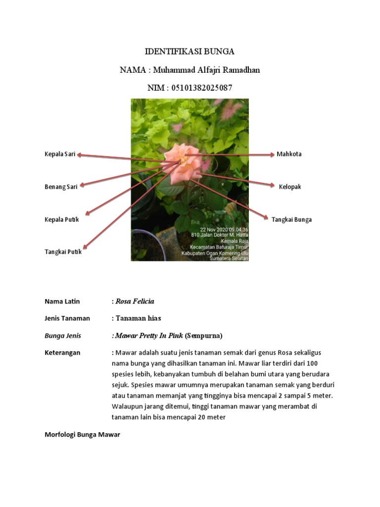 IDENTIFIKASI MORFOLOGI BUNGA MAWAR | PDF