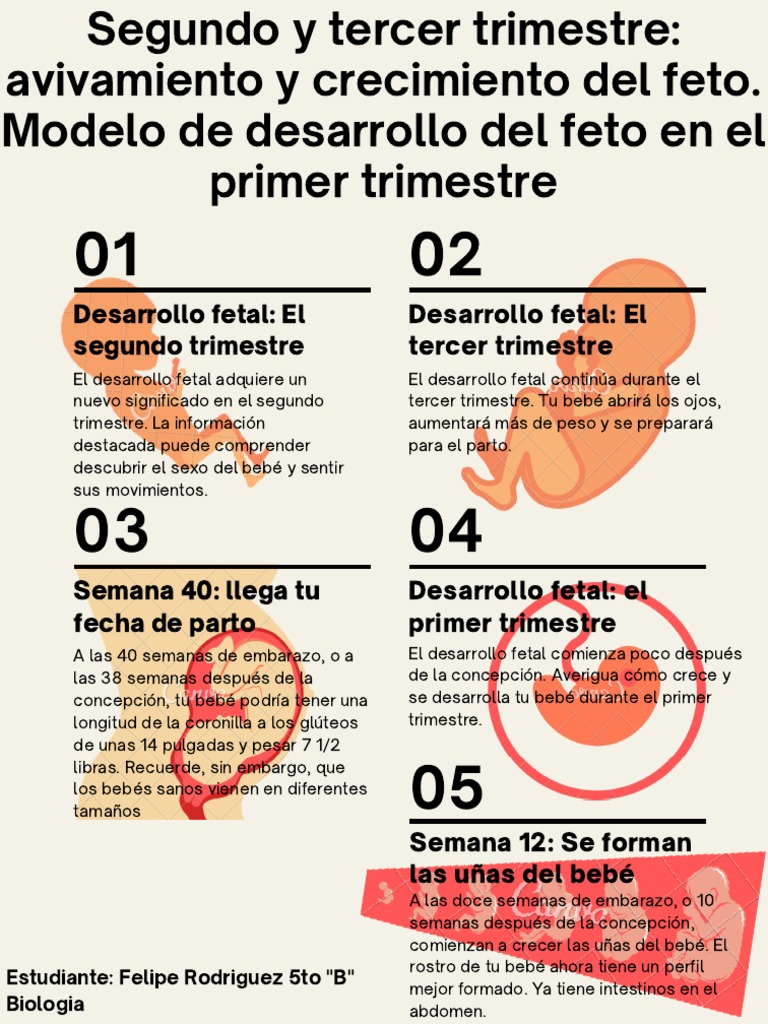 Desarrollo fetal: trimestres del embarazo | PDF