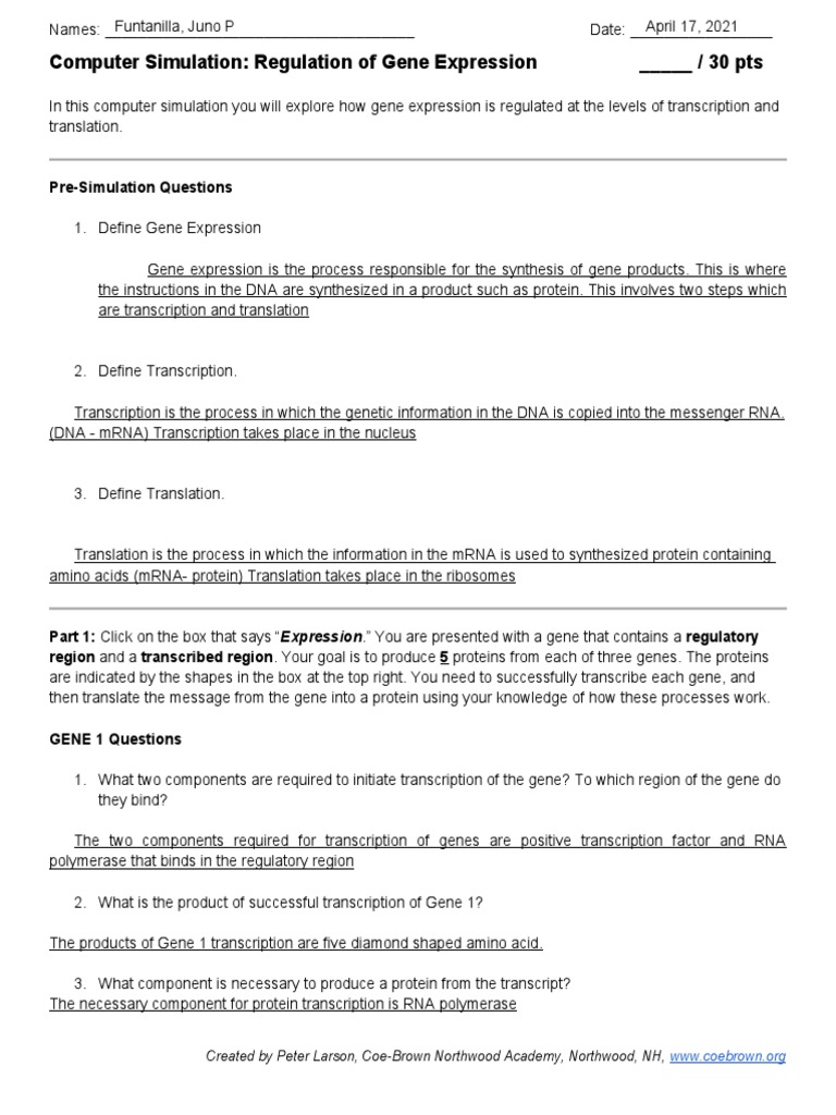 Computer Simulation: Regulation of Gene Expression - / 30 Pts | PDF ...