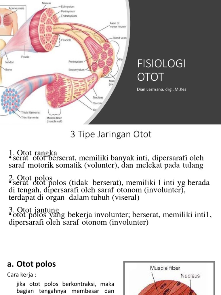 Fisiologi Otot 2020 | PDF