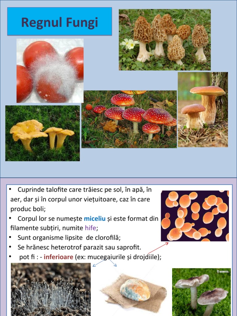 Regnul Fungi | PDF