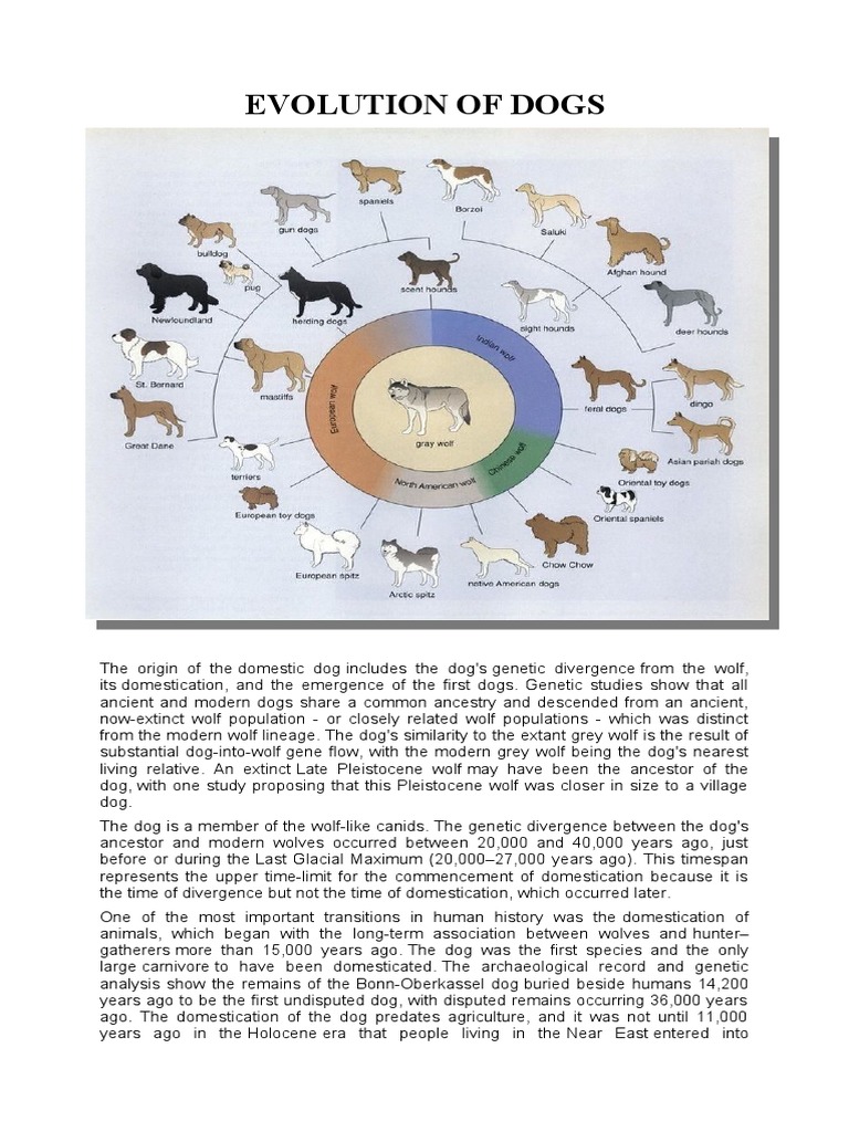 Evolution of Dogs | PDF | Dogs | Biology