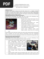 Rapot TK Kurikulum Merdeka | PDF