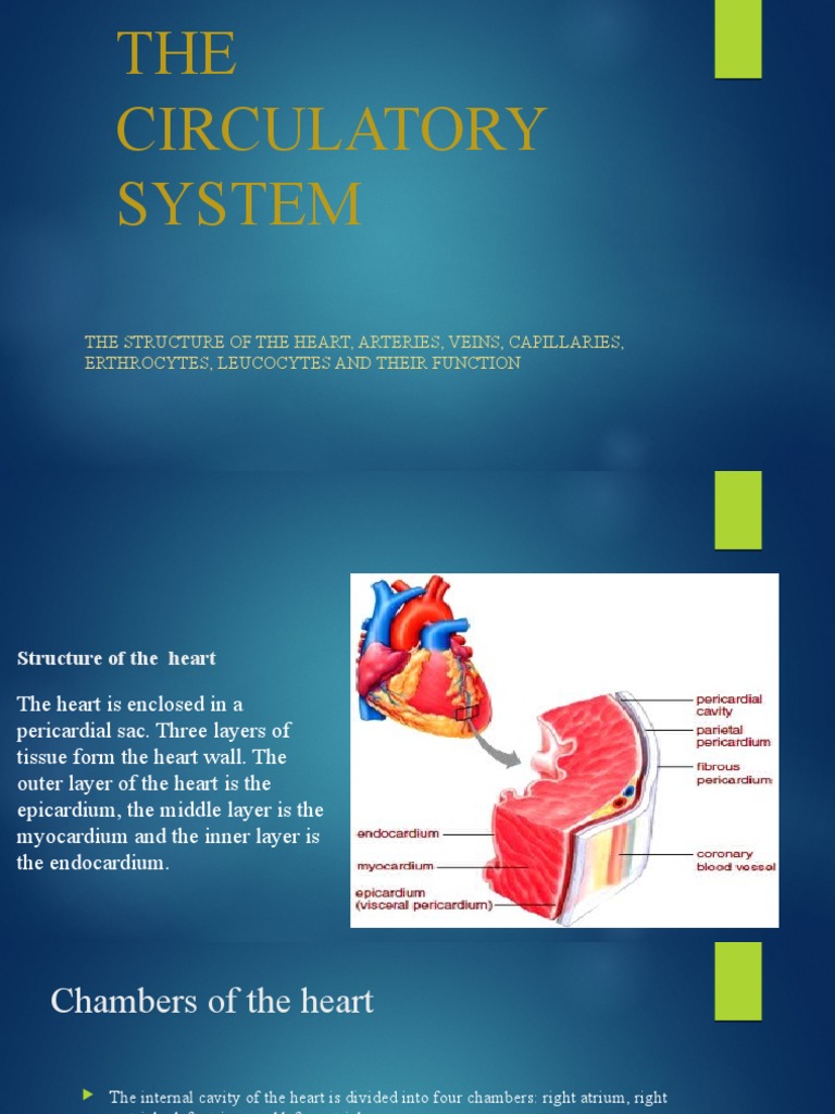 The Circulatory System | PDF | Heart Valve | Atrium (Heart)