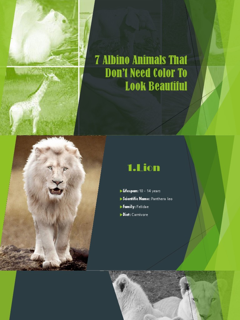 7 Albino Animals That Don't Need Color To Look Beautiful | PDF | Nature
