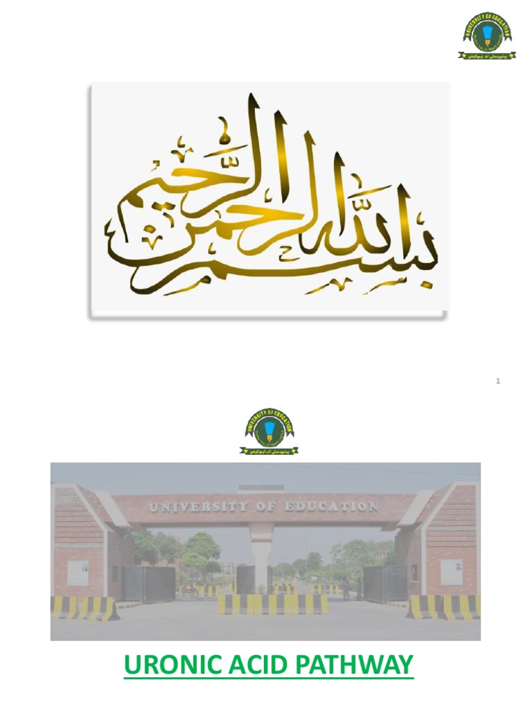 Uronic Acid Pathway | Download Free PDF | Biochemistry | Chemistry