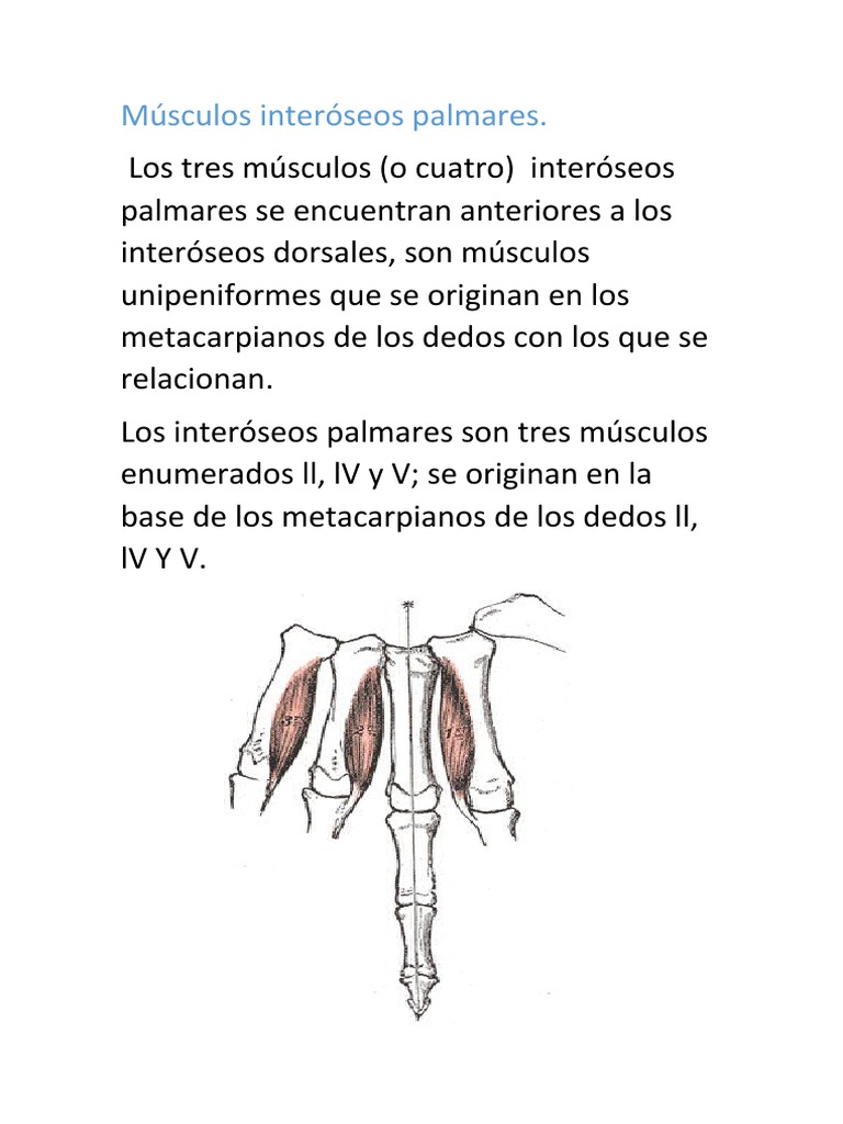 Músculos Interóseos Palmares | PDF