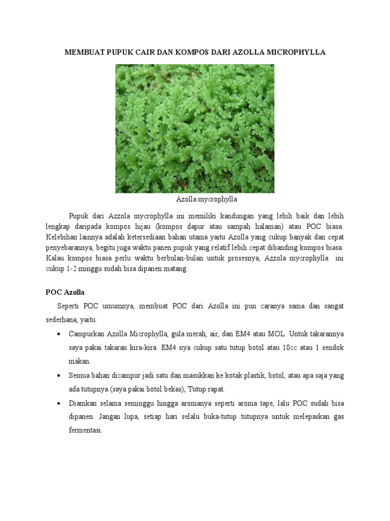 Pupuk Organik dari Azolla Microphylla | PDF