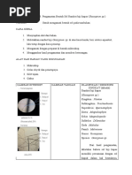 Pengamatan Sel Gabus Singkong | PDF | Griya & Taman