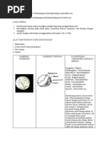 Morfologi Rumput Teki Cyperus Rotundus | PDF | Griya & Taman | Sains ...