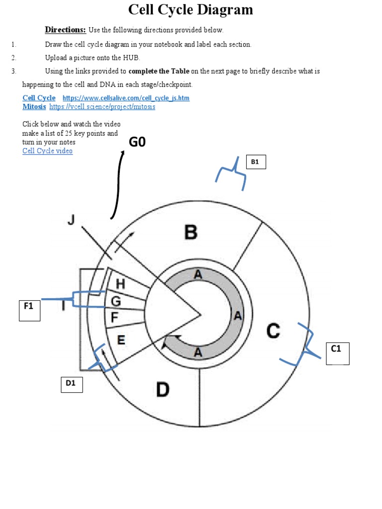 Noah Loya - Cell Cycle | PDF