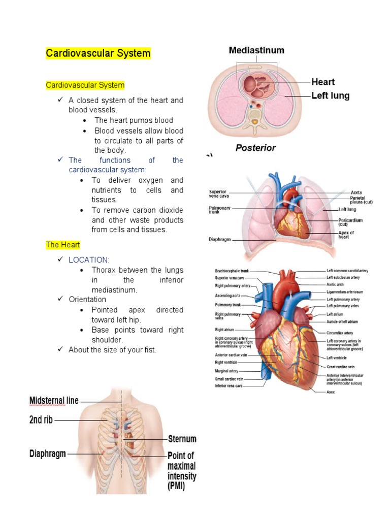Cardiovascular System Word | PDF | Heart Valve | Heart