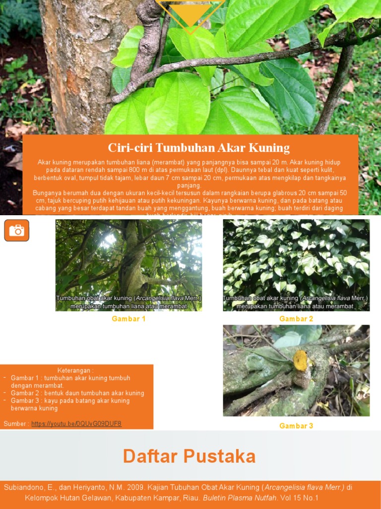 Ciri-Ciri Akar Kuning | PDF | Kesehatan Holistik